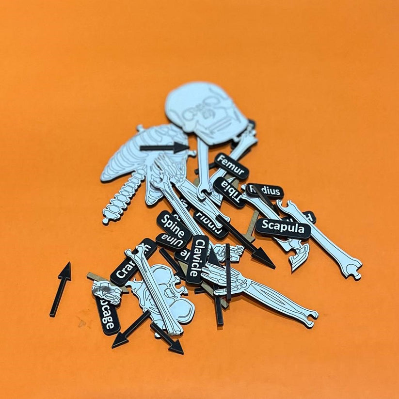 Buy DIY Skeletal System Learning Board for Kids - SkilloToys.com