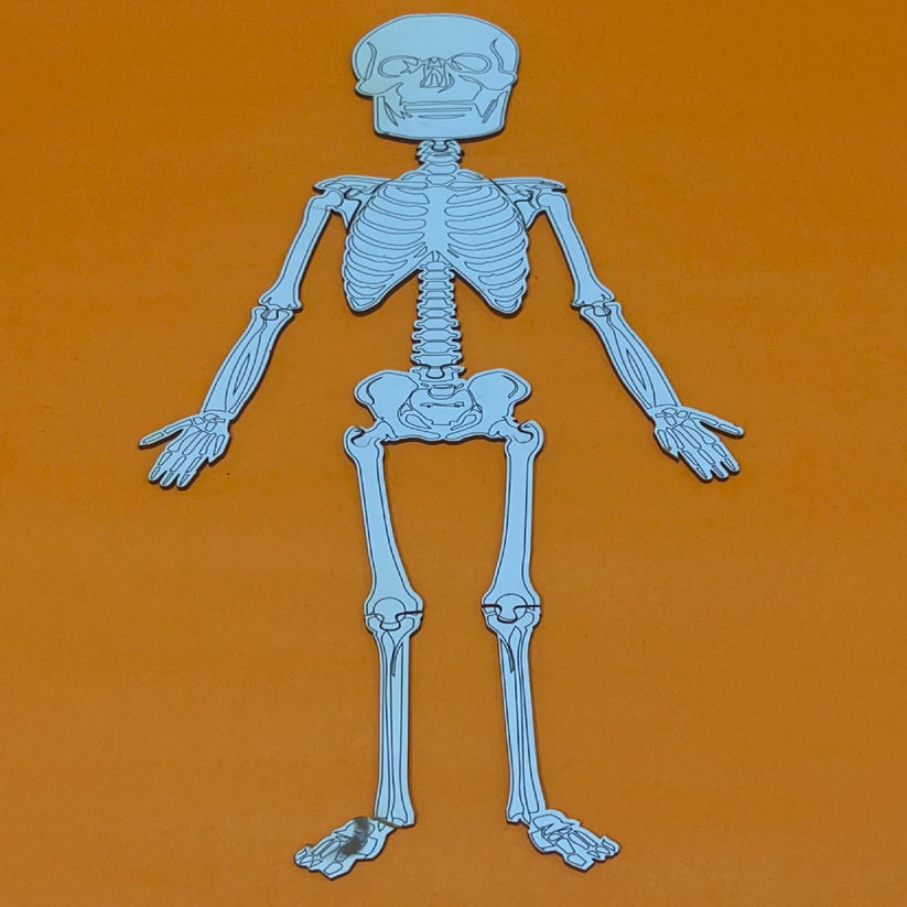 Buy DIY Skeletal System Learning Board for Kids - SkilloToys.com
